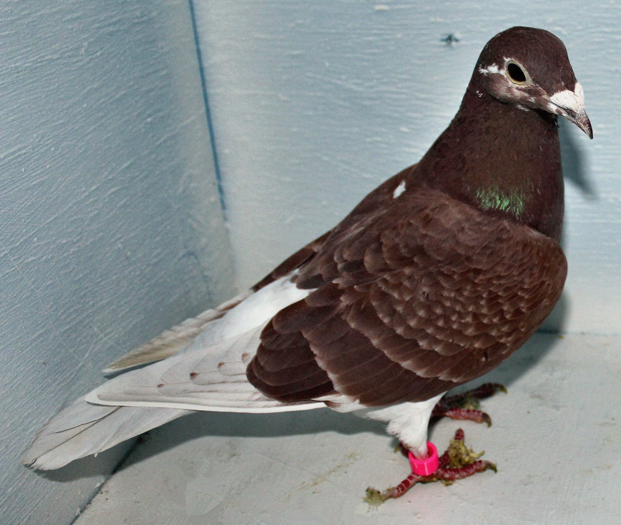 ClayHaven Farms | Racing Pigeons | Pure Paul Sions | Pure Hansennes ClayHaven Farms | Racing Pigeons | Pure Paul Sions | Pure Hansennes